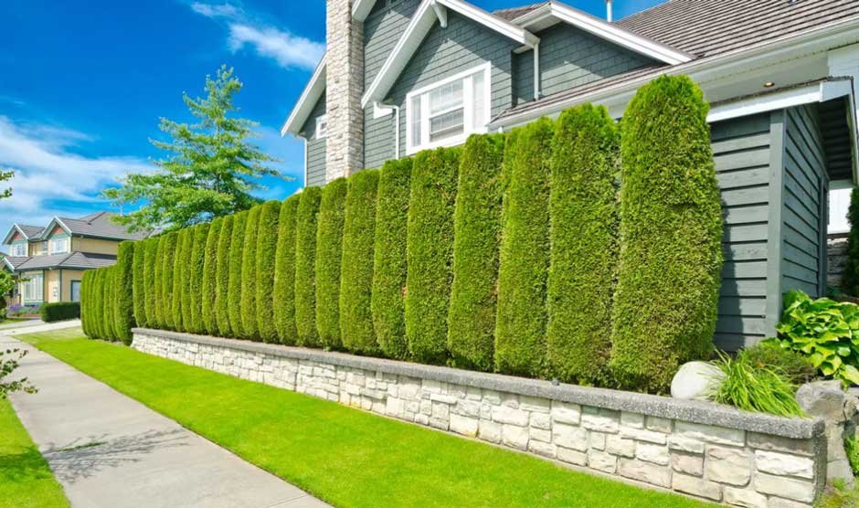 How to Create Natural Barriers with Shrubs and Trees