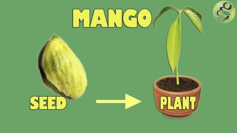 How to Grow Mango from Seed - EnglishSumup