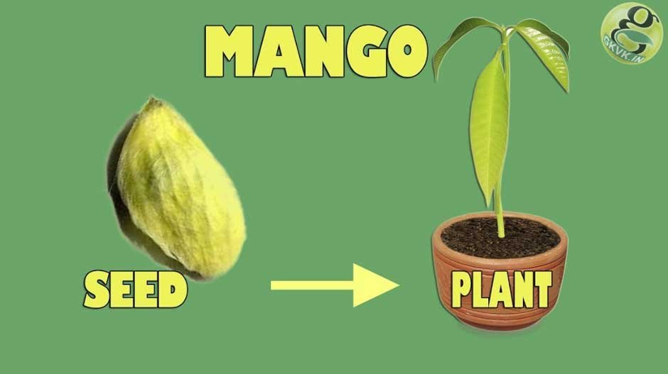 How to Grow Mango from Seed - EnglishSumup